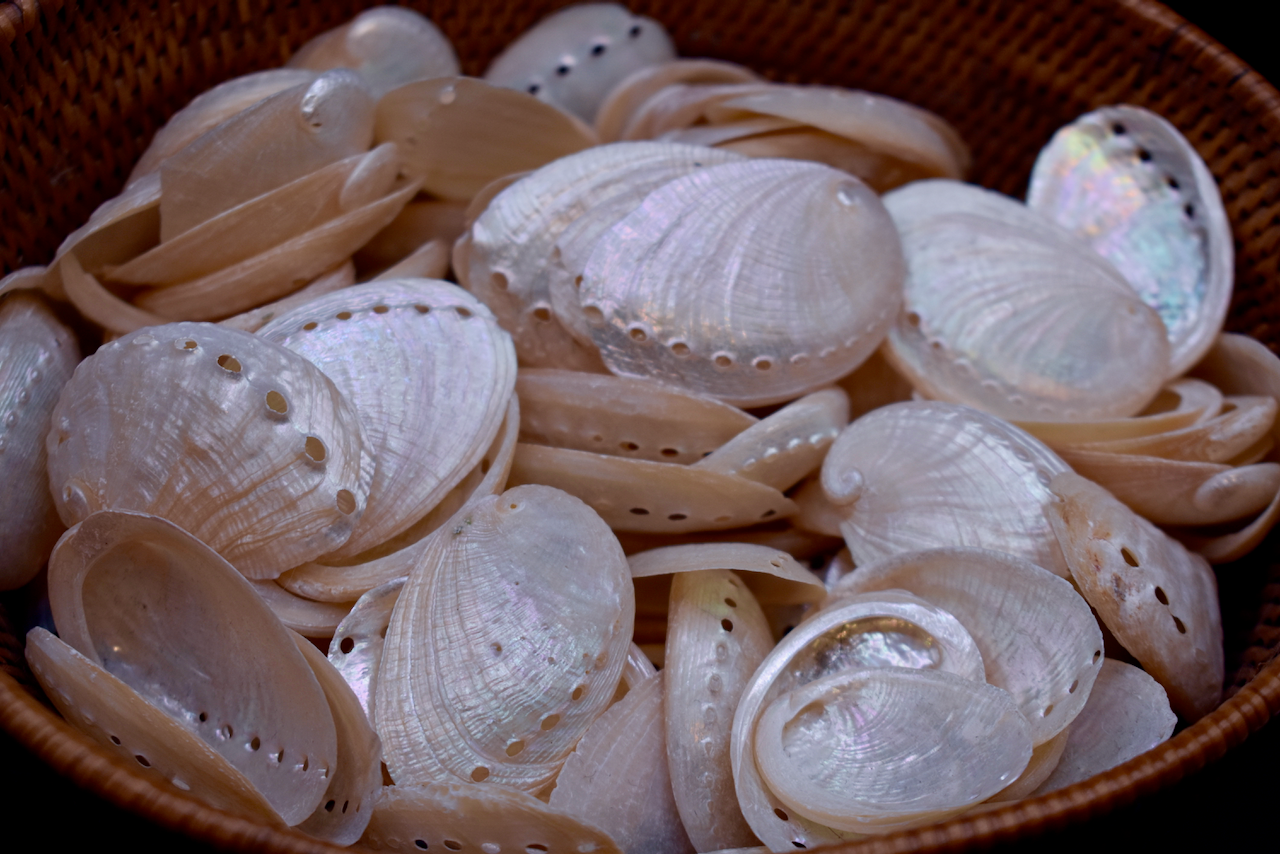 Polished Baby Abalone – Mt Juneau Trading Post
