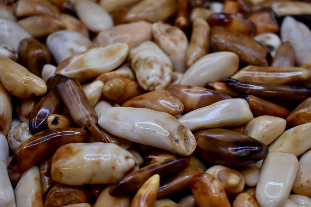 Fossil Walrus Teeth – Mt Juneau Trading Post