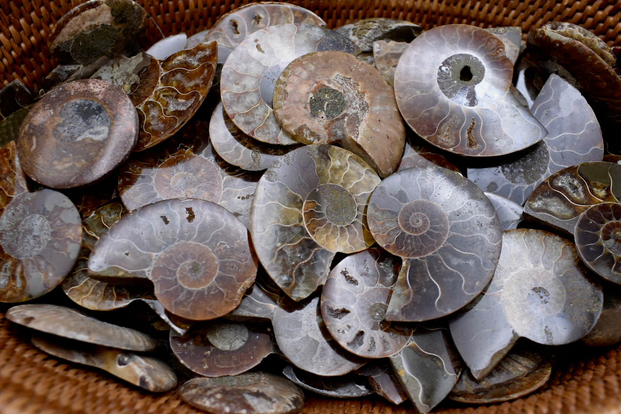 Ammonite Fossils – Mt Juneau Trading Post